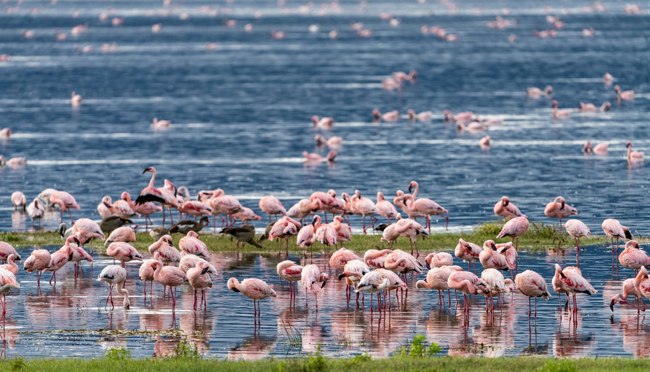 Lake Nakuru National Park - landmark expeditions